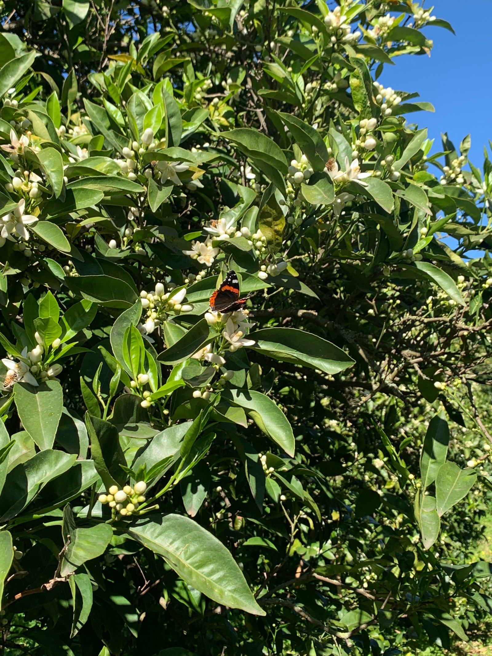 Di agrumeti e ispirazione - La sarda scrittrice